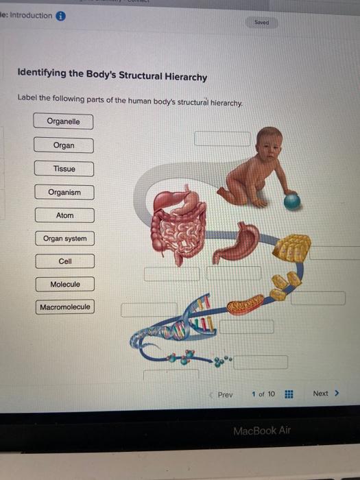 Solved He: Introduction Saved Identifying the Body's | Chegg.com