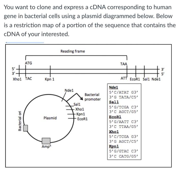 Solved You want to clone and express a cDNA corresponding to | Chegg.com