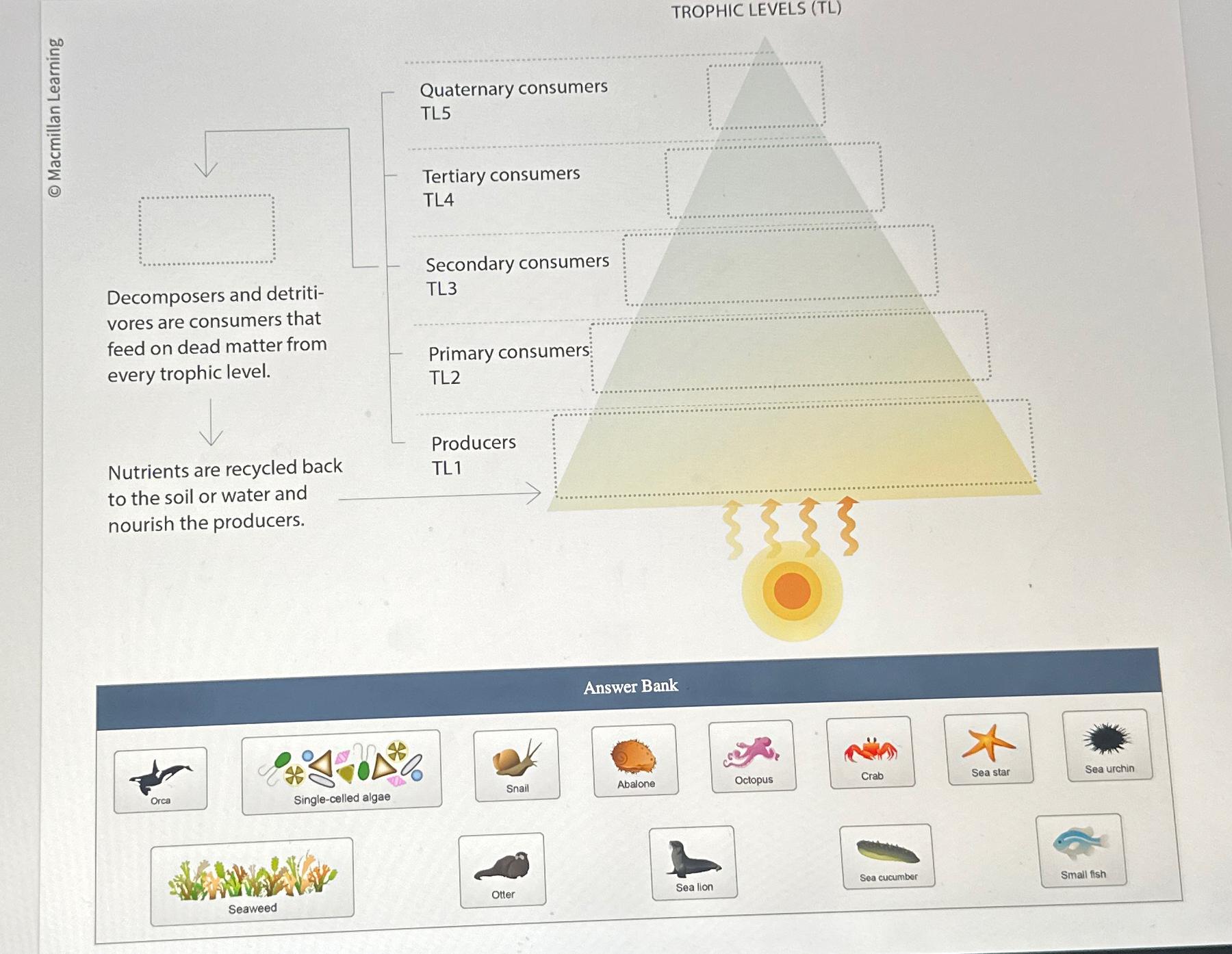 Solved TROPHIC LEVELS (TL)Decomposers and detriti-Quaternary | Chegg.com