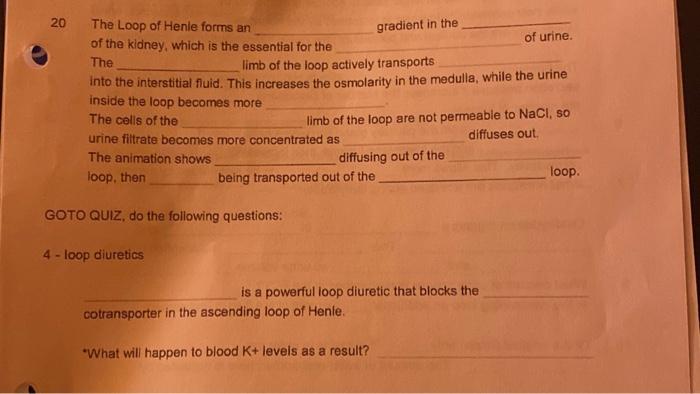 Solved 20 The Loop of Henle forms an gradient in the of the | Chegg.com