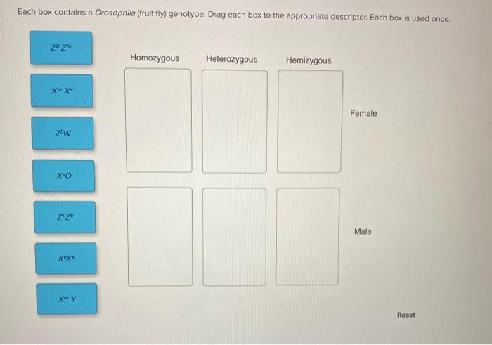 Solved Each box contains a Drosophila (fruit fly) genotype. | Chegg.com