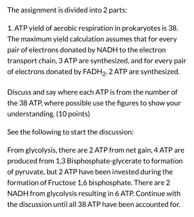 Solved The assignment is divided into 2 parts: 1. ATP yield | Chegg.com