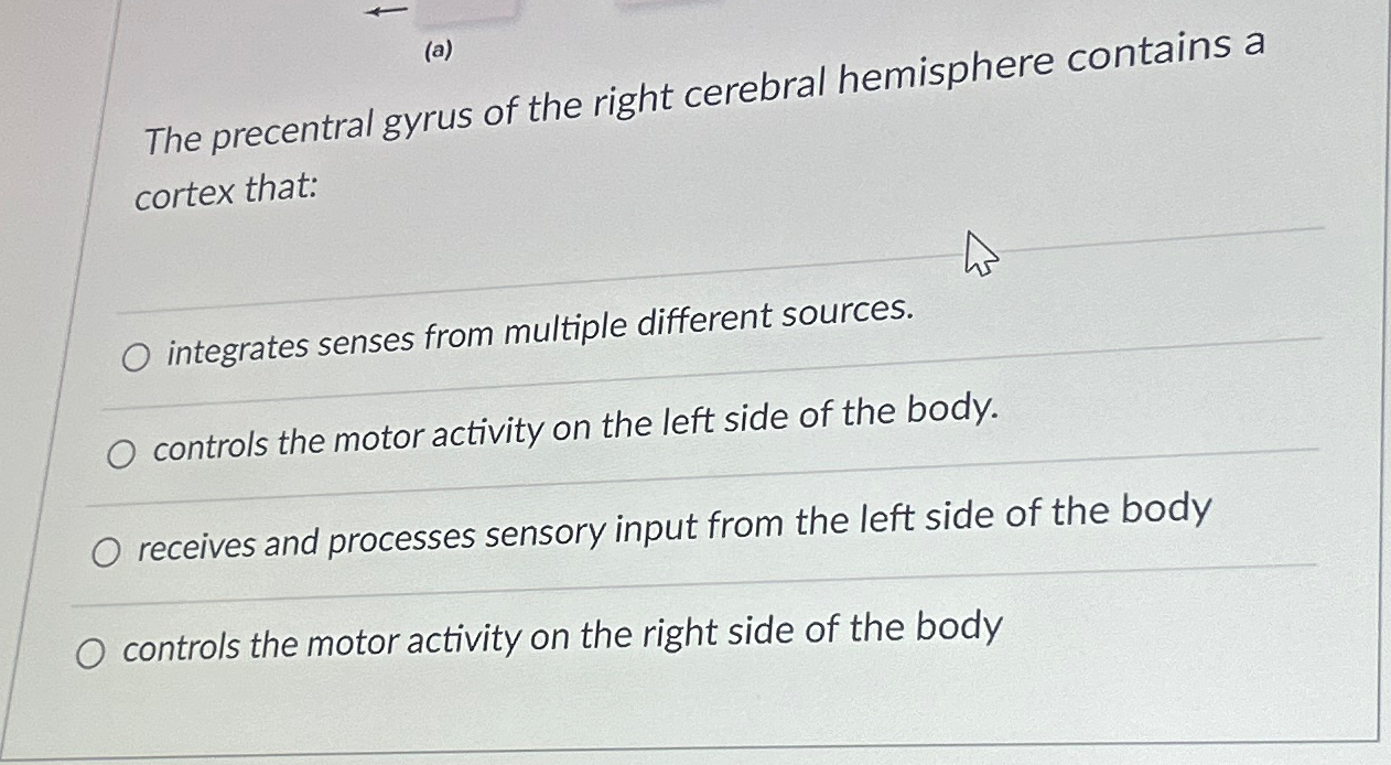 Solved (a)The precentral gyrus of the right cerebral | Chegg.com