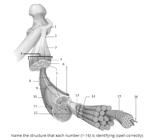 Solved Name the structure that each number (1-16) ﻿is | Chegg.com