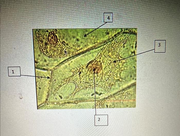 Solved PLEASE HELP ME LABEL THE CELL AND ITS PARTS 1,2,3,4 | Chegg.com Solved PLEASE HELP ME LABEL THE CELL AND ITS PARTS 1,2,3,4 | Chegg.com