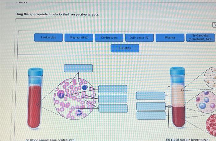 Solved Drag the appropriate labels to their respective | Chegg.com