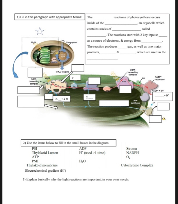 Solved PHOTOSYNTHESIS NAME: First, fill in the following two | Chegg.com