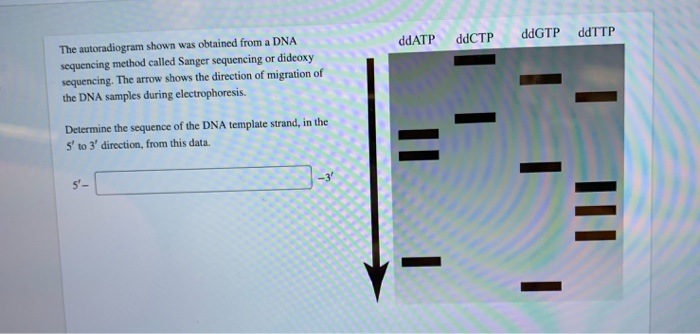 Solved ddATP ddCTP ddGTP ddTTP - The autoradiogram shown was | Chegg.com