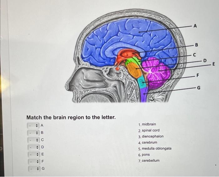 Solved Match the brain region to the letter. | Chegg.com
