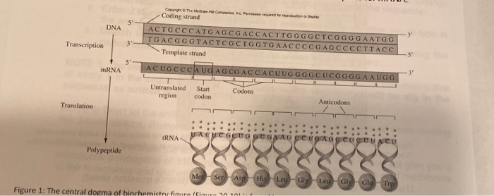 Solved This coding strand of DNA is 5- TTT AGT CGG GGC GCA | Chegg.com