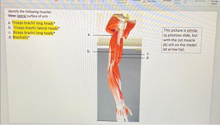 Solved Identify the following muscles. View: lateral surface | Chegg.com