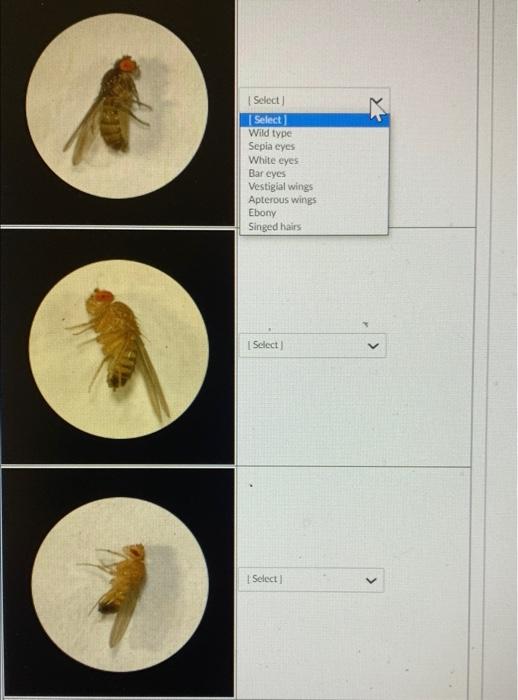 Solved Case Study: Sac State has a fruit fly colony on | Chegg.com