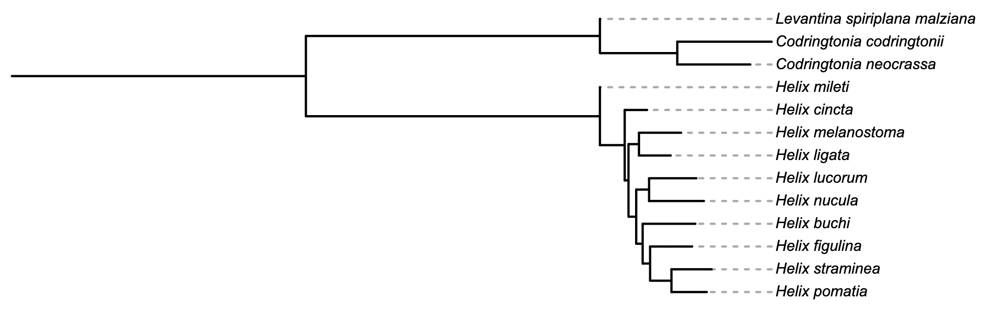 Solved According to this picture, is Genus Helix | Chegg.com