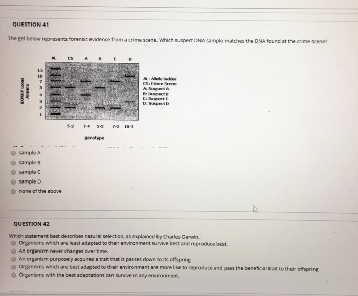 Solved QUESTION 41 The gel below represents forensic | Chegg.com