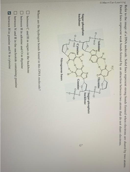 Solved Refer to the image of a DNA molecule. Solid lines | Chegg.com
