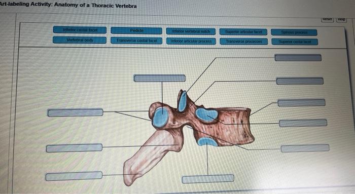 Art-labeling Activity: Anatomy of a Thoracic Vertebra | Chegg.com