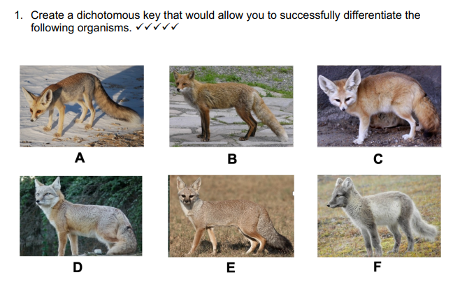 Solved Create a dichotomous key that would allow you to | Chegg.com