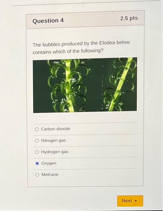 Solved 2.5 pts Question 4 The bubbles produced by the Elodea | Chegg.com Solved 2.5 pts Question 4 The bubbles produced by the Elodea | Chegg.com
