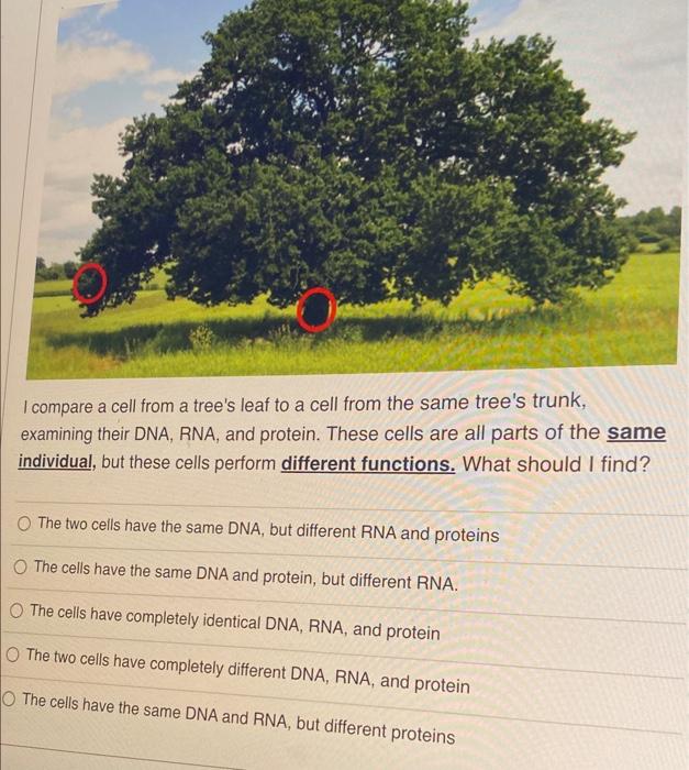 Solved I compare a cell from a tree's leaf to a cell from | Chegg.com