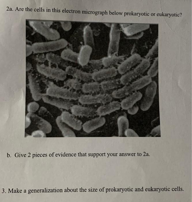 Solved 2a. Are the cells in this electron micrograph below | Chegg.com