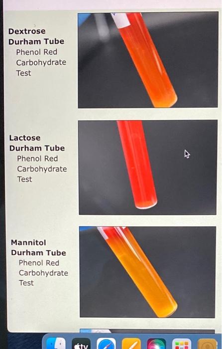 Solved Dextrose Durham Tube Phenol Red Carbohydrate Test | Chegg.com