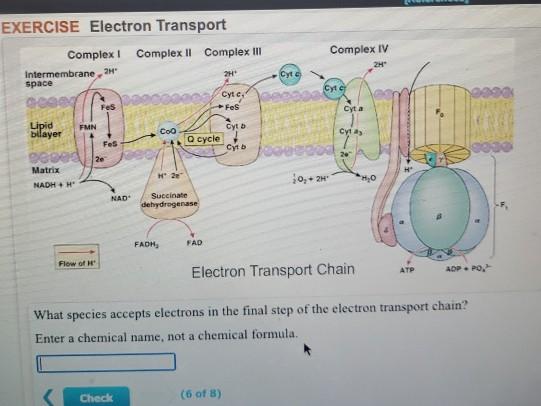 Solved Complex IV 2H Cyt Cyte Cyta EXERCISE Electron | Chegg.com