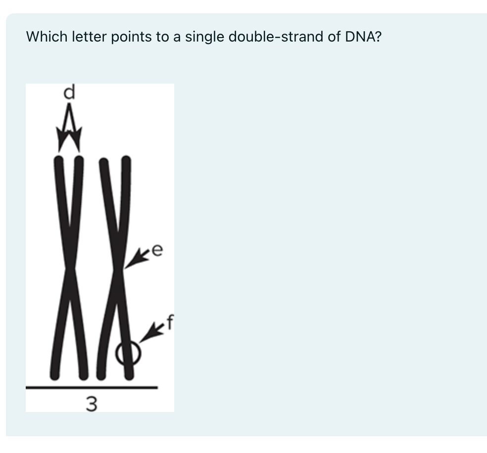 Solved Which letter points to a single double-strand of DNA? | Chegg.com