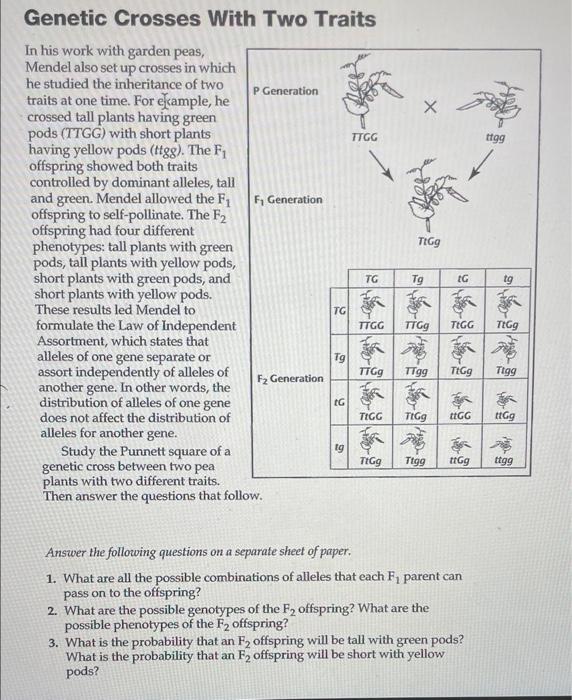 Solved Genetic Crosses With Two Traits P Generation F₁ | Chegg.com