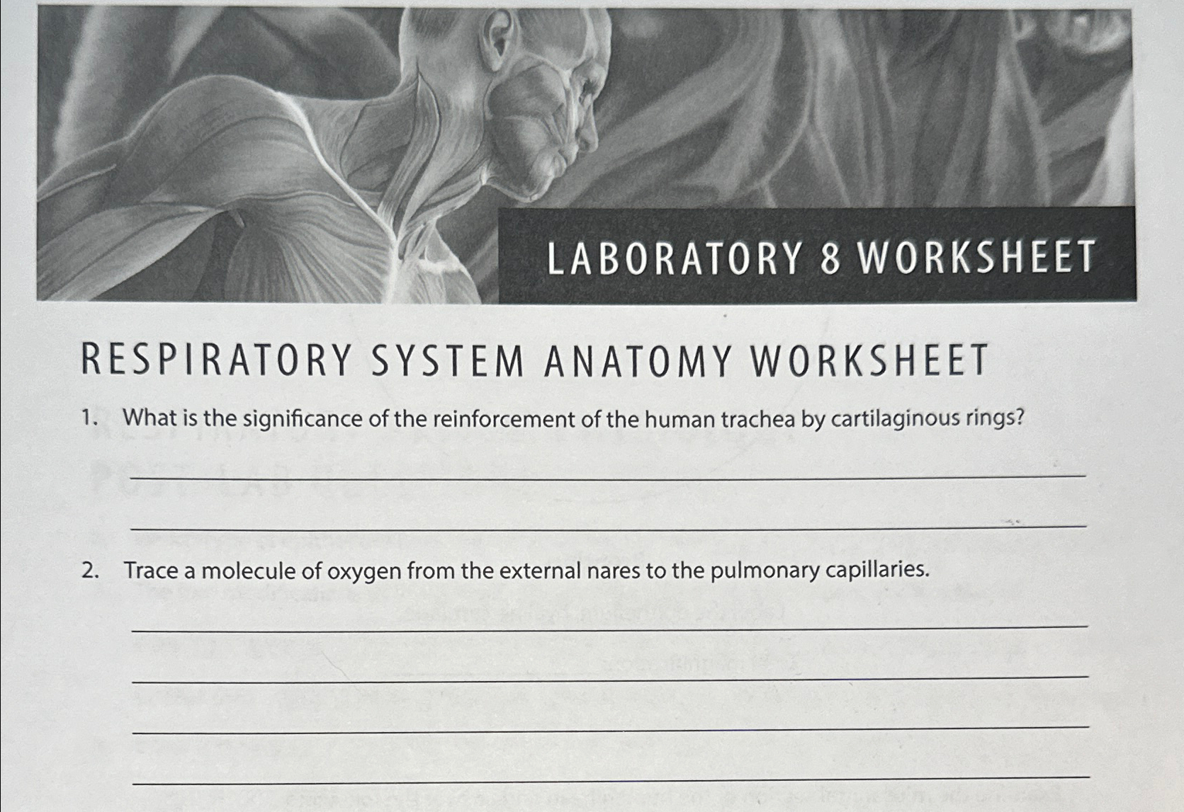 Solved LABORATORY 8 ﻿WORKSHEETRESPIRATORY SYSTEM ANATOMY | Chegg.com