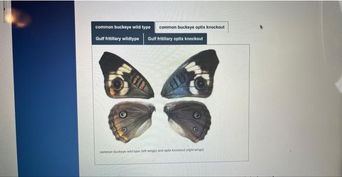 Inactivating Genes in Butterfilies: Designing a Guide | Chegg.com