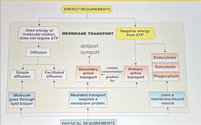 Solved Uses energy of molecular motion, does not require ATP | Chegg.com