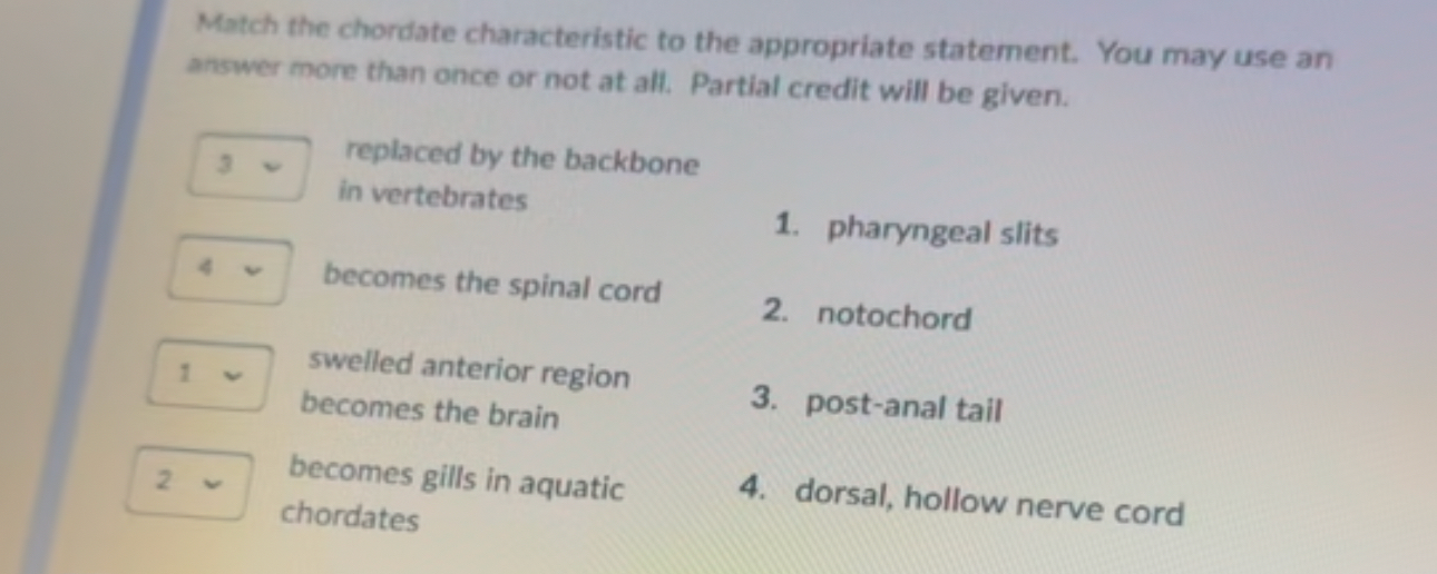 Match the chordate characteristic to the appropriate | Chegg.com