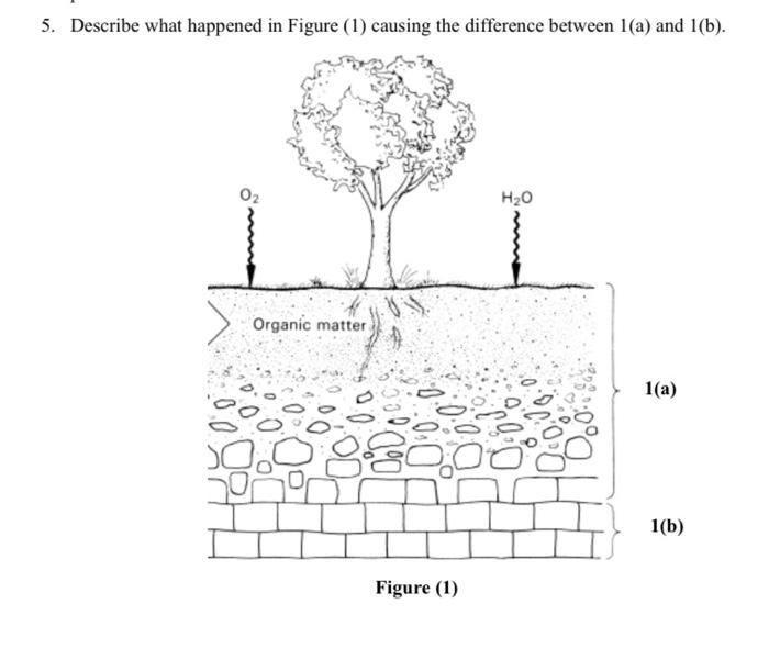 Solved 5. Describe What honnanad in Cimira /1) anucinatha | Chegg.com