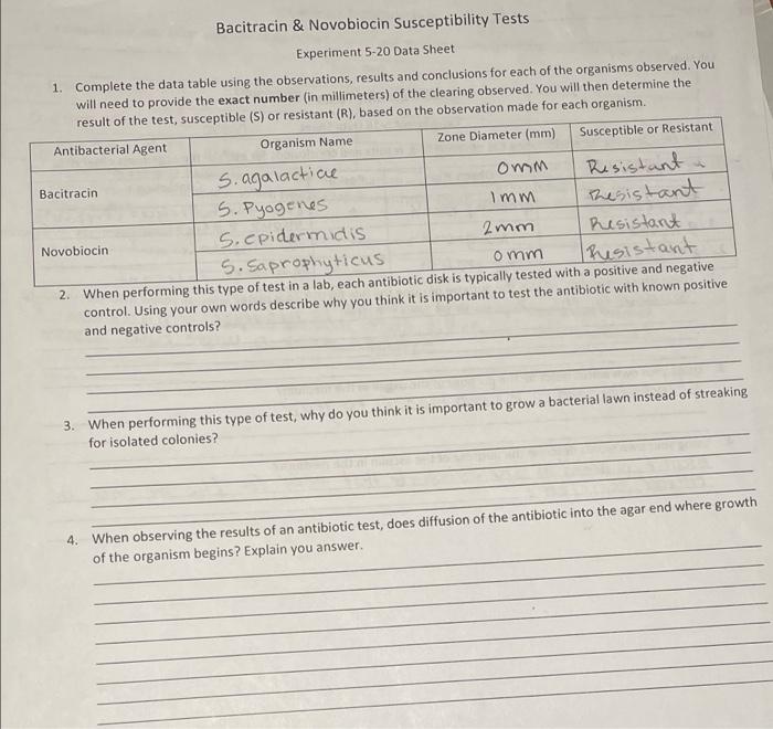 Solved Bacitracin & Novobiocin Susceptibility Tests | Chegg.com