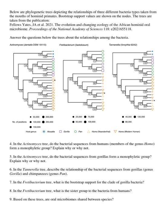 Solved Below are phylogenetic trees depicting the | Chegg.com