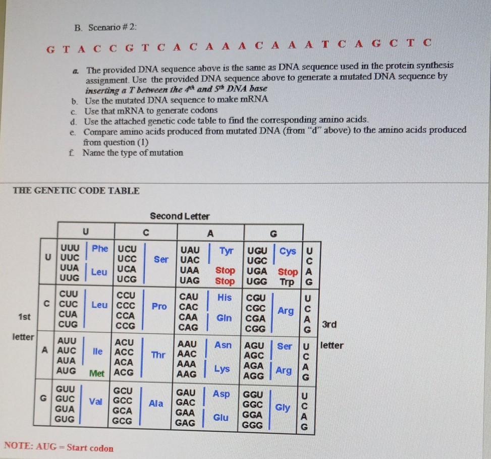 Solved 1. Protein Synthesis Assignment: Below is the DNA | Chegg.com