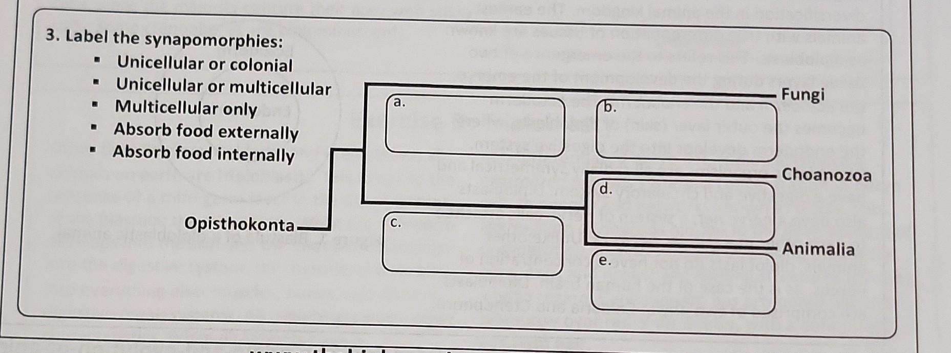 Solved 3. Label the synapomorphies: - Unicellular or | Chegg.com