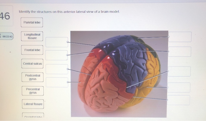 Solved Identify the structures on this anterior-lateral view | Chegg.com