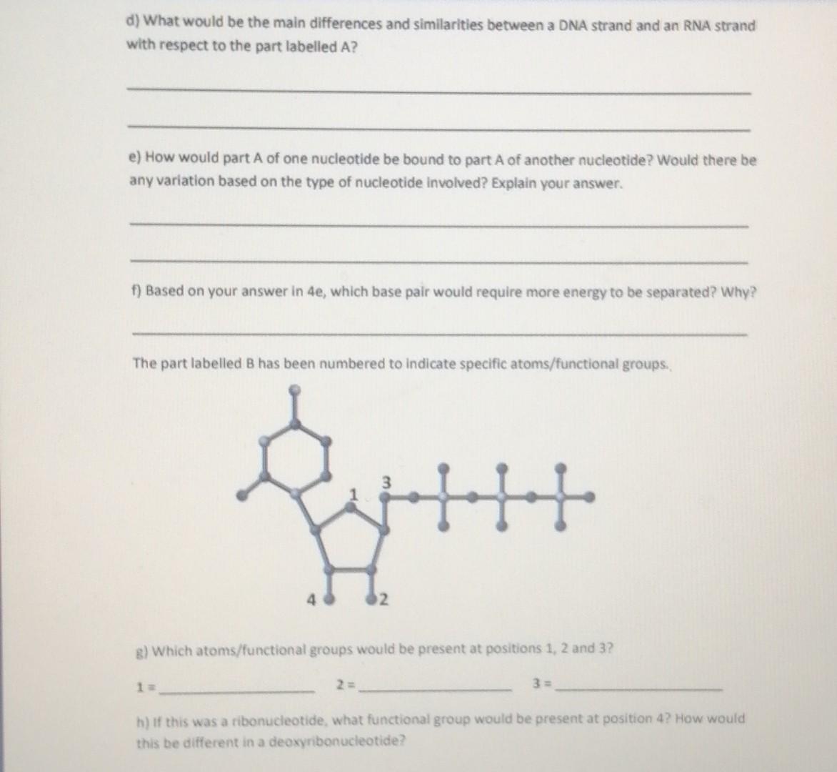 Solved 3. Shown below is a picture of a nucleotide. Answer | Chegg.com