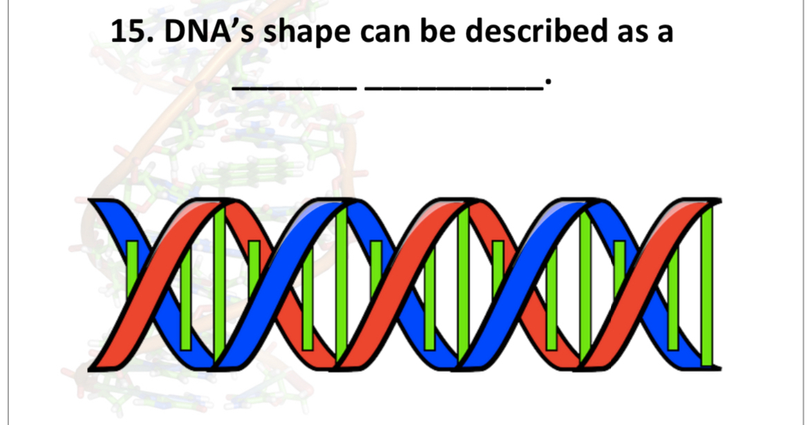 Solved DNA's shape can be described as a | Chegg.com