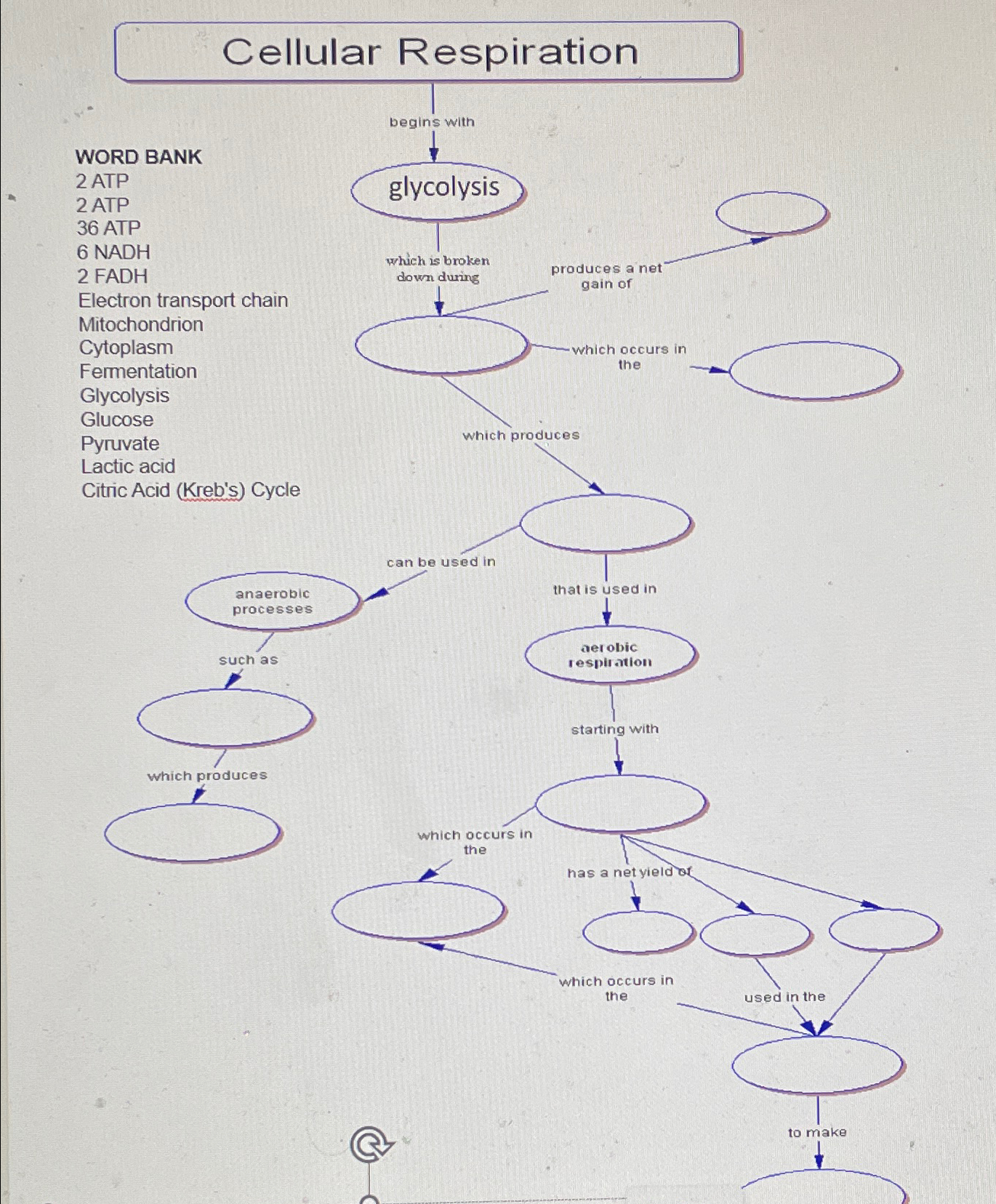 Solved Cellular RespirationWORD BANK2 ﻿ATP2 ﻿ATP36 | Chegg.com