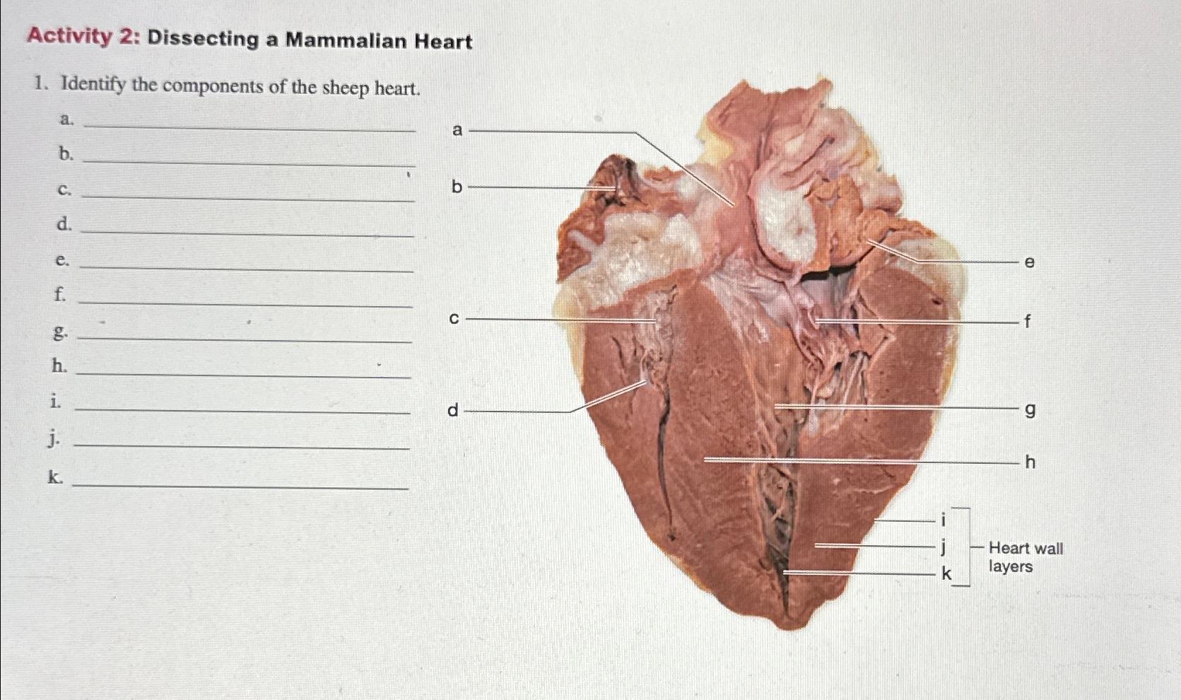 Activity 2: Dissecting a Mammalian HeartIdentify the | Chegg.com