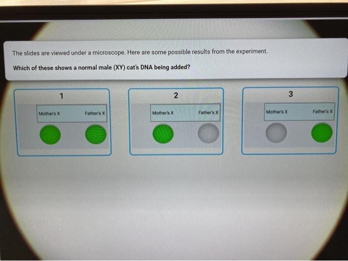 Solved The slides are viewed under a microscope. Here are | Chegg.com