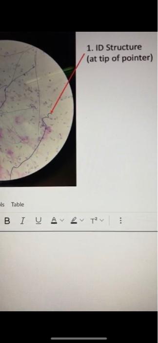 Solved 1. ID Structure (at tip of pointer) els Table . Β Ι Ο | Chegg.com