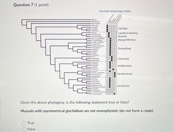 Solved Given the above phylogeny, is the following statement | Chegg.com