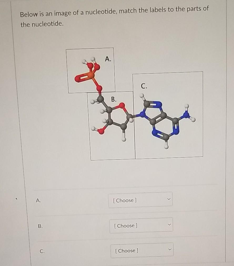 Solved Below is an image of a nucleotide, match the labels | Chegg.com