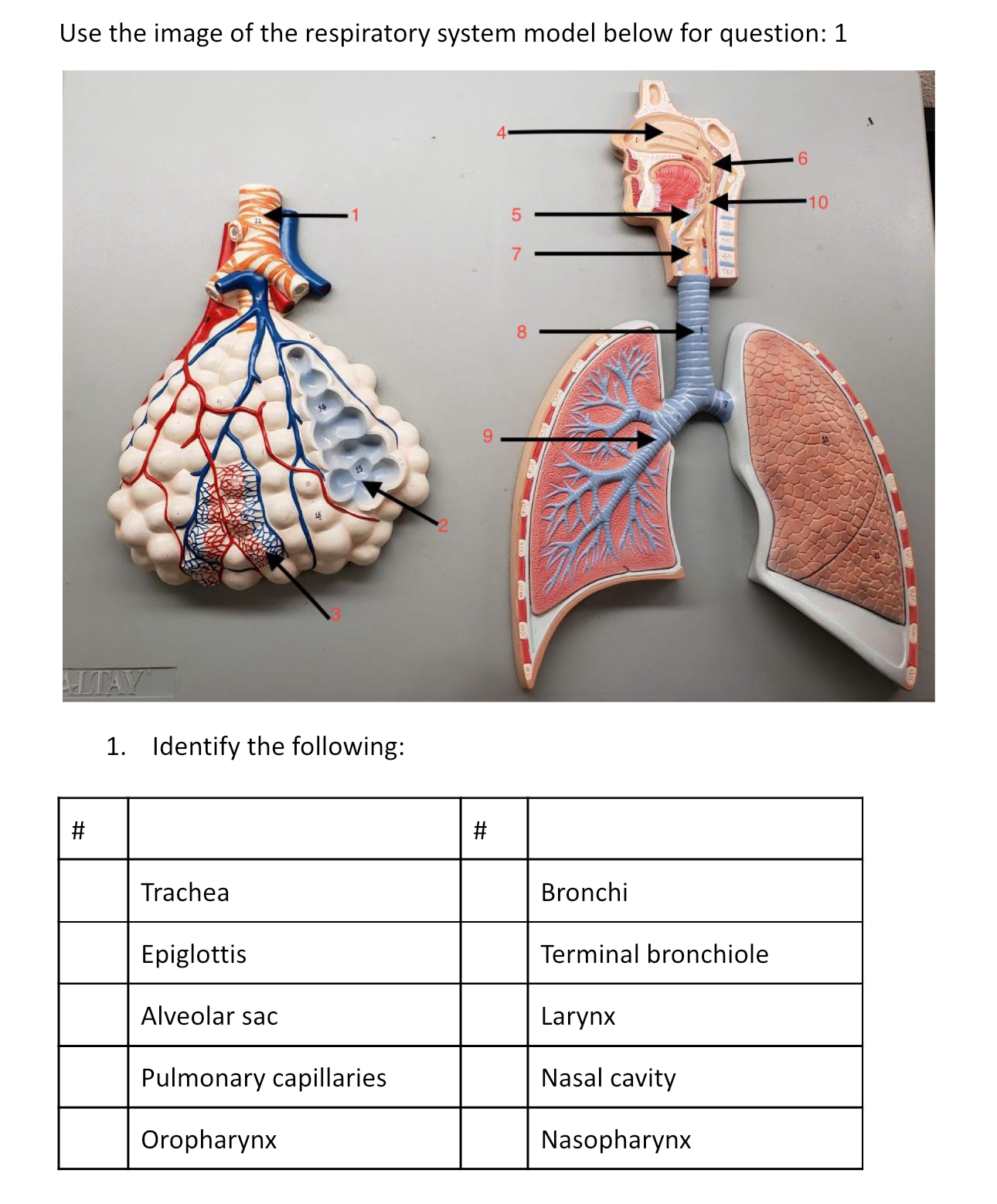 Solved Use the image of the respiratory system model below | Chegg.com