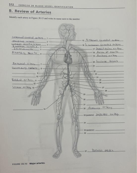 Solved 512 EXERCISE 30 BLOOD VESSEL IDENTIFICATION B. Review | Chegg.com