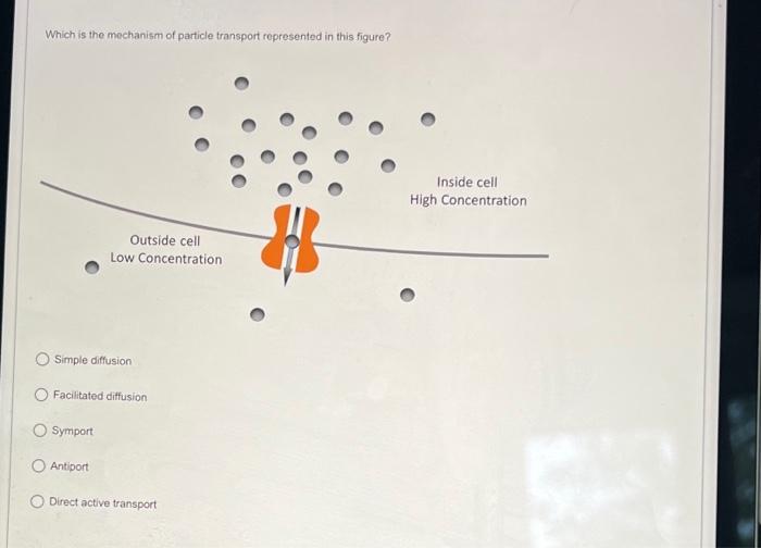 Solved Which is the mechanism of particle transport | Chegg.com