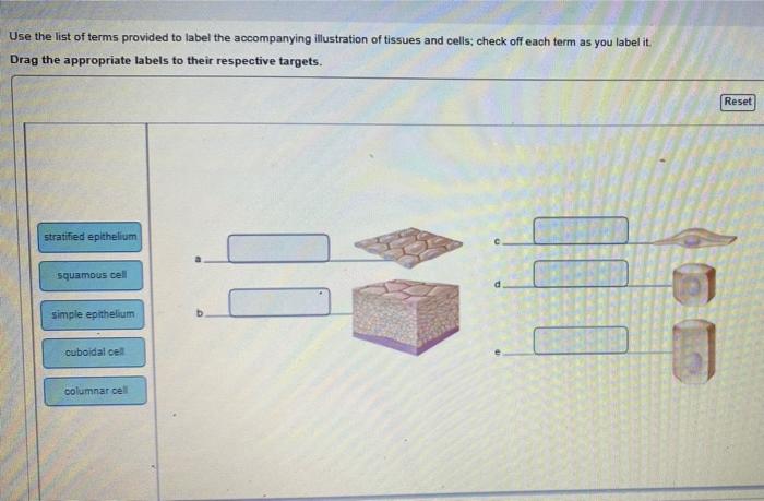 Solved Use the list of terms provided to label the | Chegg.com